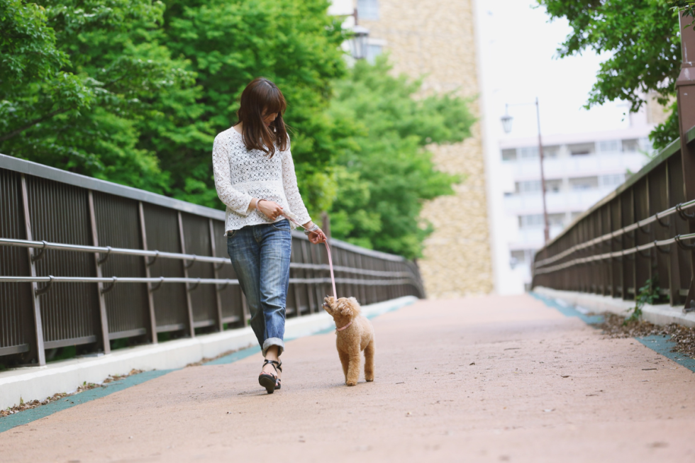 4 Common Dog-Walking Problems and Solutions for Seattle Pet Parents